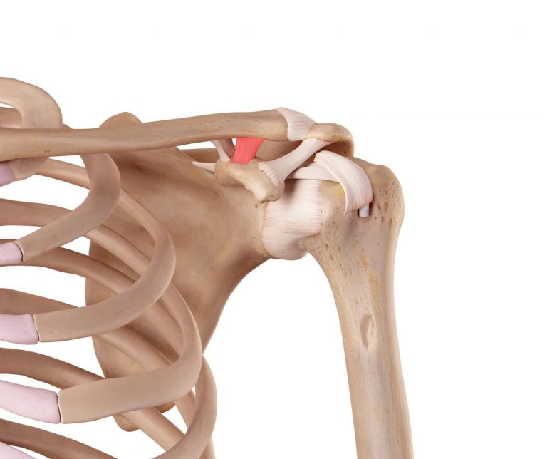 Articolazione scapolo omerale: anatomia e biomeccanica | FisioScience