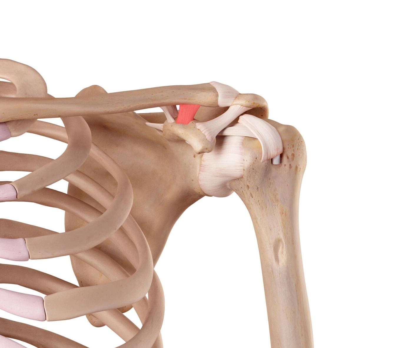 Articolazione scapolo omerale: anatomia e biomeccanica - FisioScience