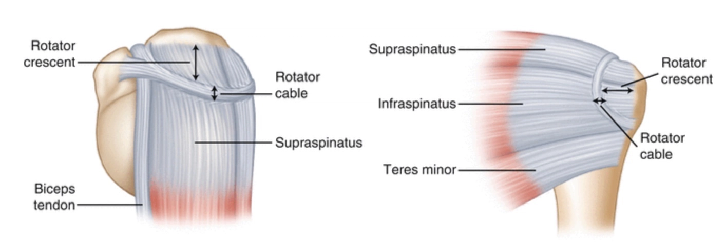 Rotator Cable: perché è così importante? - FisioScience