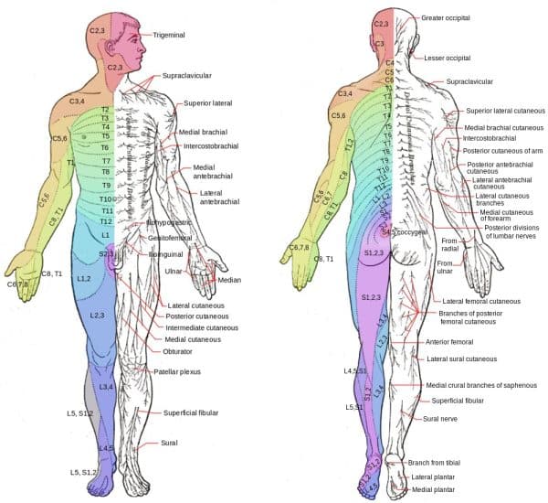 Dermatomeri: una guida completa - FisioScience