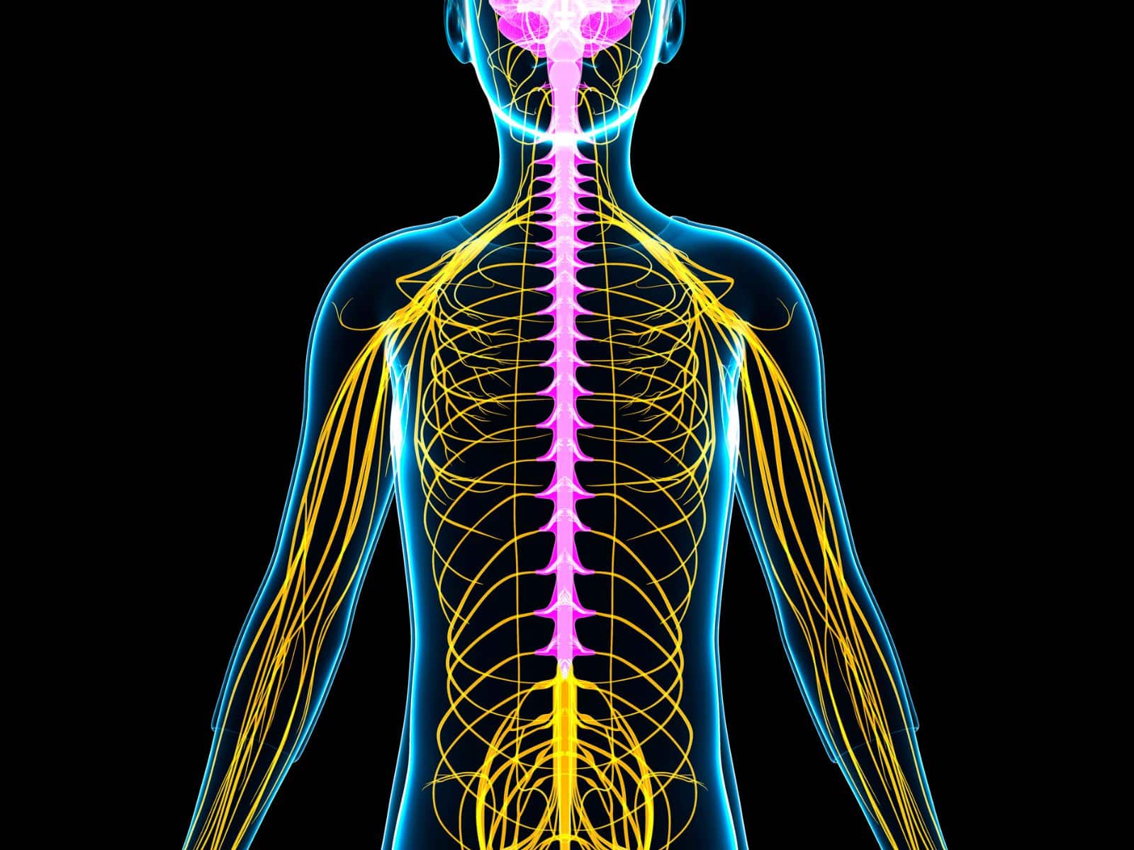 Upper Limb Neural Tension Test (ULNTT) - FisioScience
