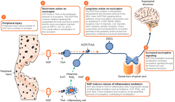 Sensibilizzazione periferica - FisioScience