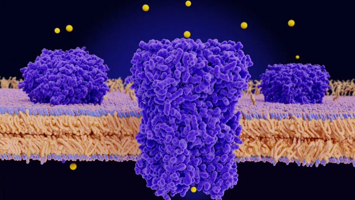 Sensibilizzazione periferica - FisioScience