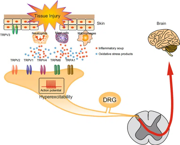 Sensibilizzazione periferica - FisioScience