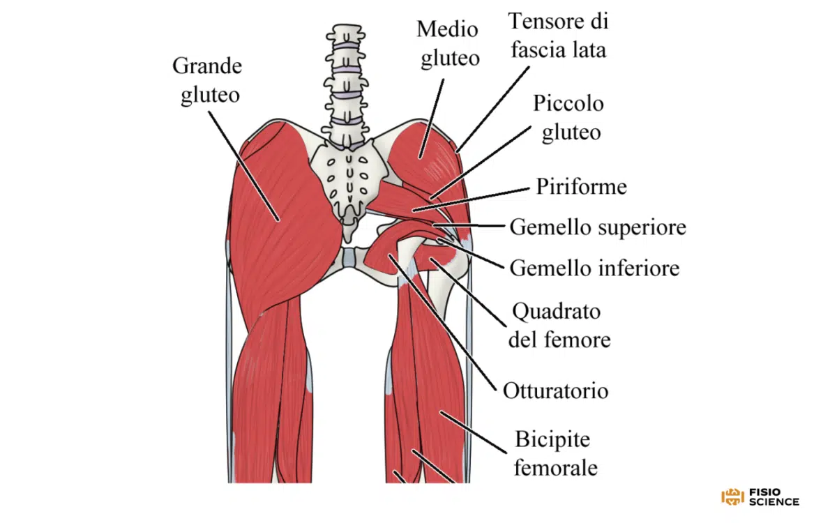 Borsite trocanterica - FisioScience