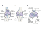 Lesione del legamento collaterale laterale - FisioScience
