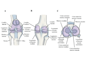 Lesione del legamento collaterale laterale - FisioScience