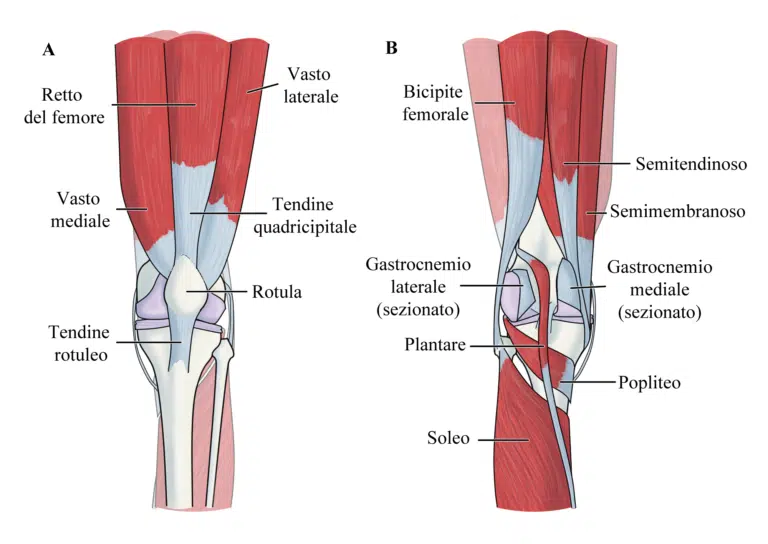 Tendinopatia Quadricipitale - FisioScience