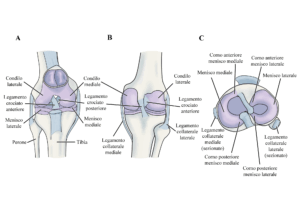 Lesione del Legamento Crociato Posteriore (LCP) - FisioScience