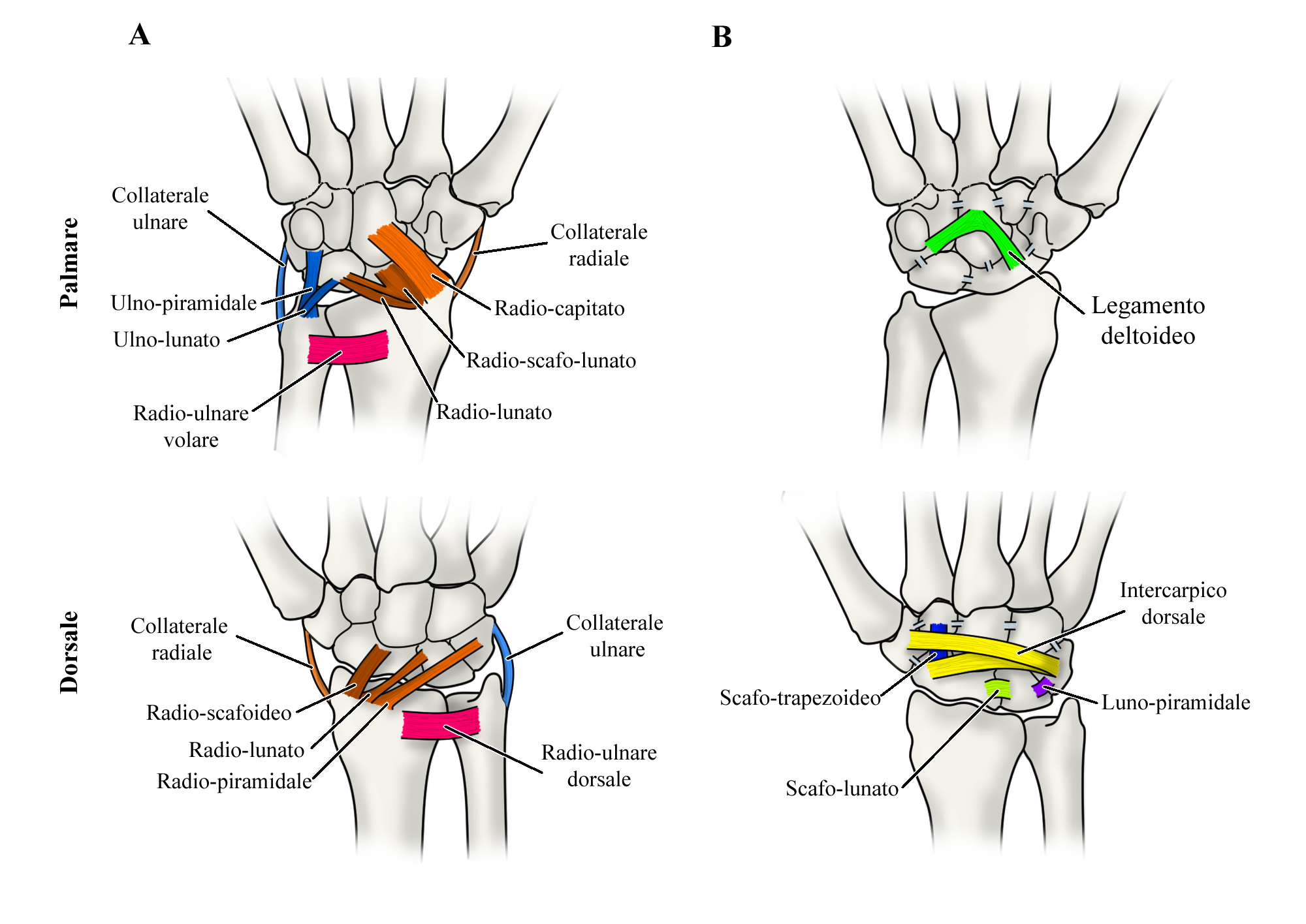 Lesione della Fibro-cartilagine triangolare (TFCC) - FisioScience